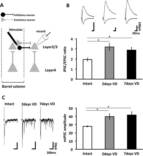 Visual Deprivation Increases Inhibitory Lateral Input In The Juvenile