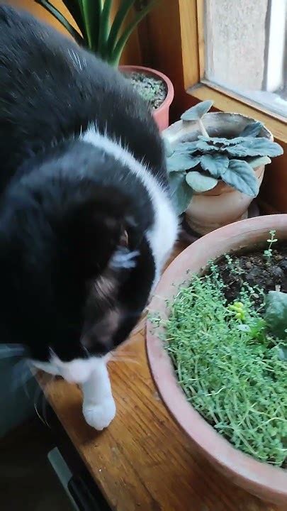 ჭორიკანა მიკი Youtube