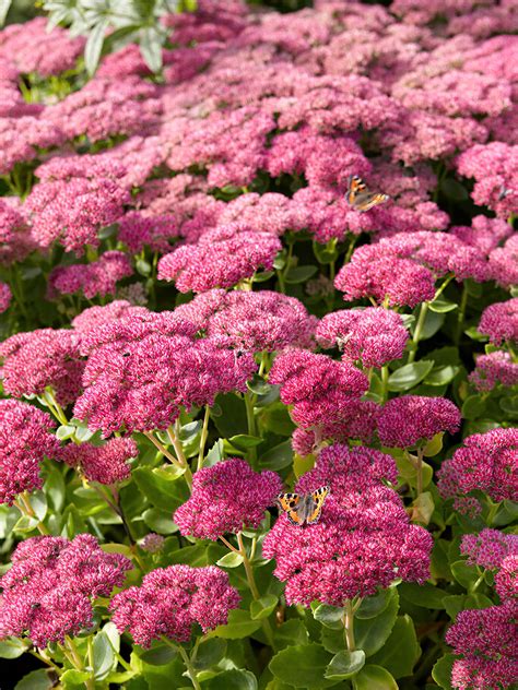 Sedum Autumn Joy Herbstfreude Stonecrop Dutchgrown™ Uk