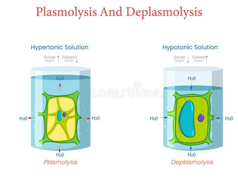 Diagram Of Plasmolysis And Deplasmolysis In Plant Cells Stock Illustration Illustration Of