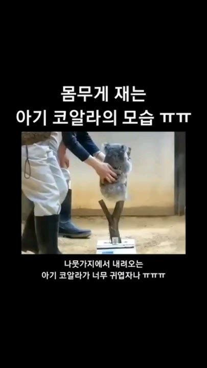 몸무게 재는 아기 코알라의 모습 Youtube