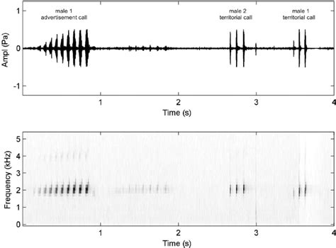 Oscillogram And Sound Spectrogram Of The Advertisement Call And