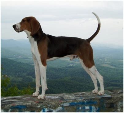Treeing Walker Coonhound Facts Pictures Puppies Rescue