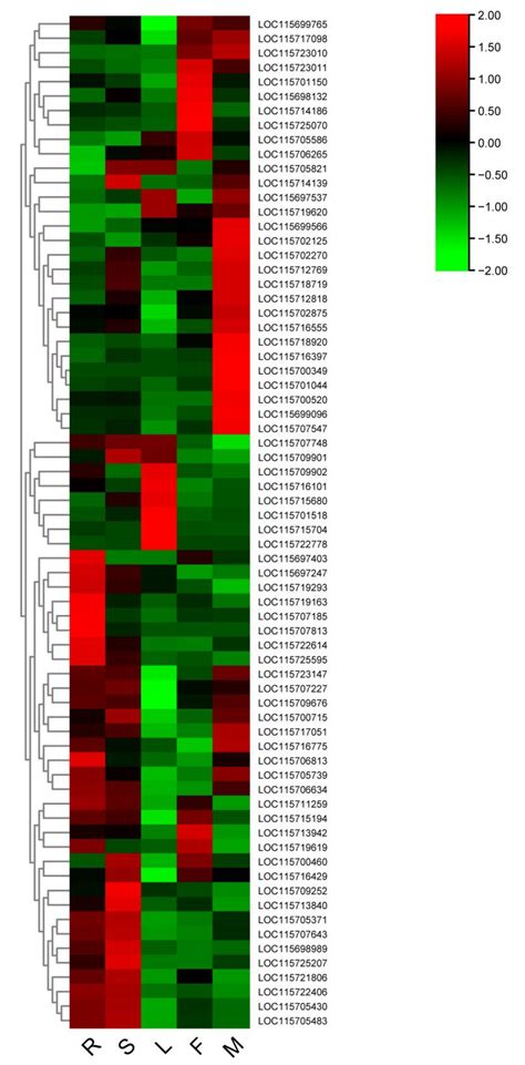 Single Molecule Real Time Sequencing Of Full Length Transcriptome And Identification Of Genes