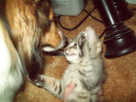 Jenny And Kitty 1 By Ps2hunter On Deviantart