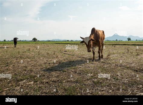 Cow Chained On An Empty Rice Paddy Eating Freely Off The Ground Stock