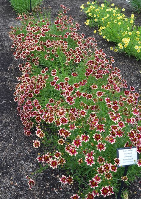Coreopsis ‘ruby Frost Mt Cuba Center