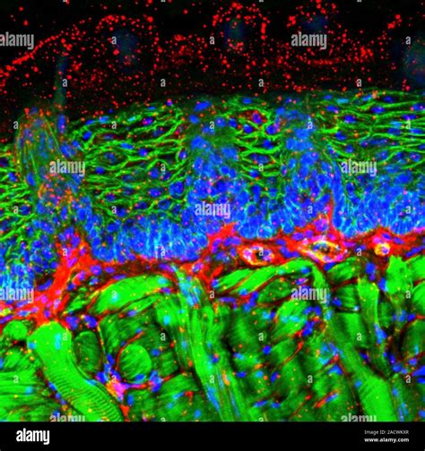 Tongue Tissue Fluorescence Deconvolution Micrograph Of A Section Through Tissue From The Dorsal