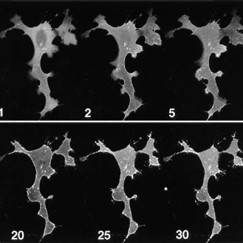 Thapsigargin Induced Translocation Of γ Pkcgfp 5 μm Thapsigargin An