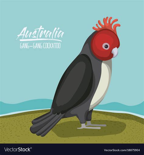 Gang Gang Cockatoo
