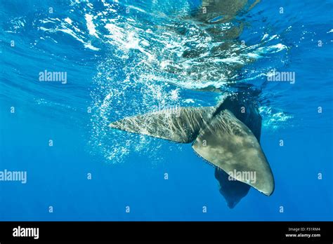 Fin whale underwater hi-res stock photography and images - Alamy