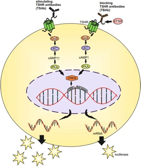 Autoimmune Thyroid Disease Creative Diagnostics