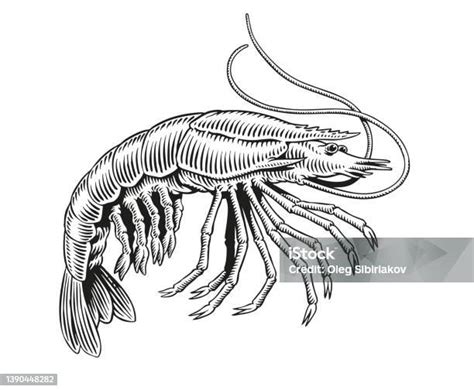 새우 또는 새우 흑백 조각 벡터 일러스트 레이 션은 메뉴 포스터 또는 라벨 새우 해산물에 대한 스톡 벡터 아트 및 기타 이미지