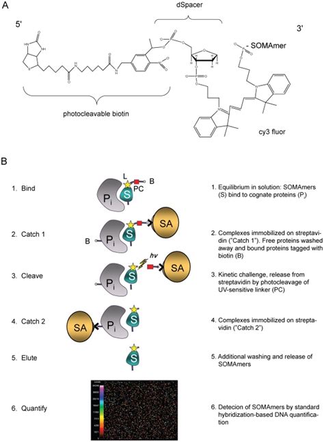 The Primary Analyte Capture Reagent And Quantified Component Consists