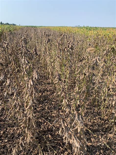 How To Pick The Right Soybean Row Spacing Science For Success