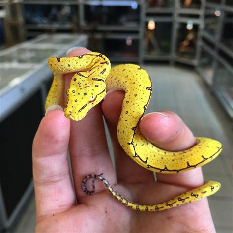 Romanne 🦖 On Instagram “green Tree Python Sorong Moreliaviridis Morelia