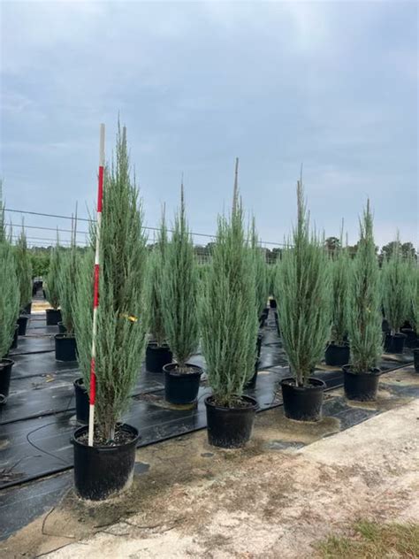Skyrocket Juniper Evergreen And Privacy Trees Simply Trees