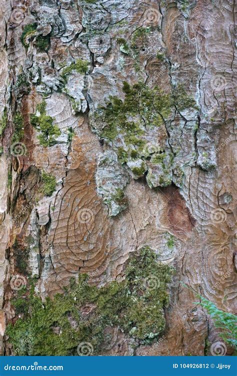 Rough Tree Bark Texture Vertical Background Stock Photo CartoonDealer Com 104926812