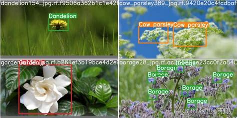 基于深度学习的花卉检测与识别系统YOLOv 清新界面版Python代码 哔哩哔哩