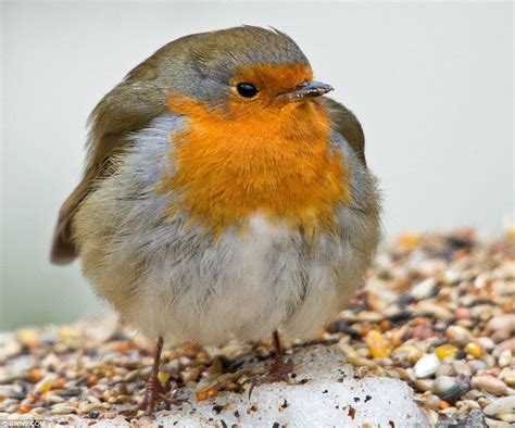 Pin On Birdie