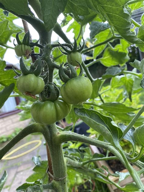 Tomato Identification R Vegetablegardening