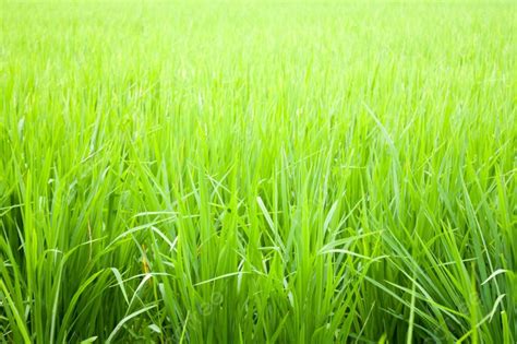 푸른 벼 모종을 재배하는 밭 사진 배경 및 무료 다운로드를위한 그림 Pngtree
