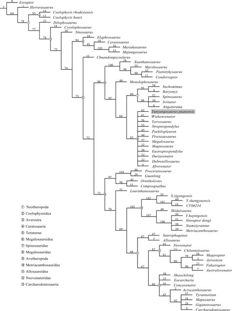 Strict Consensus Of 1107 Most Parsimonious Trees Produced By Our Download Scientific Diagram