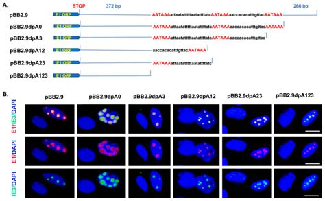 Construction Of Plasmids With Mutation Of The Poly A Signal Cluster Download Scientific