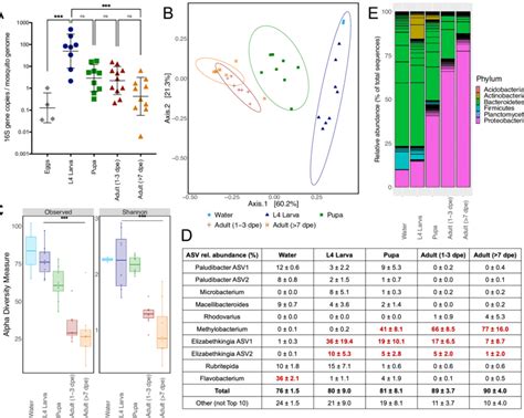 Microbial Abundance Decreases Over The Life Of A Mosquito Although Some