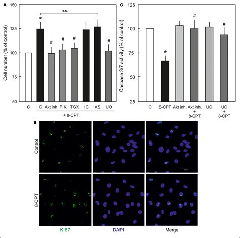 Figure 6 From Role Of Pi3k Akt And Mek Erk Signalling In Camp Epac Mediated Endothelial Barrier