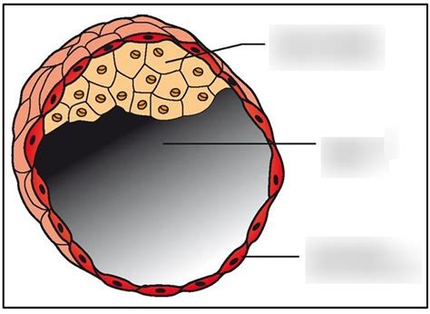 Ovum Development Diagram Quizlet