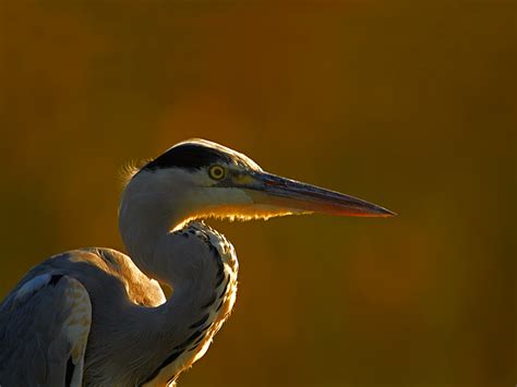 The Heron - Nigel Spencer Photography