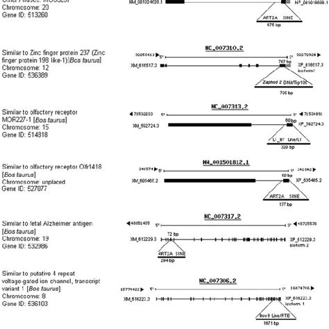 Schematic Representation Of Genes With Exon Sequences Similar To