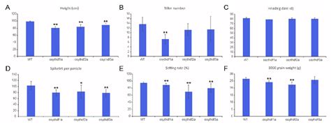 Quantification Of Several Agricultural Traits Of Dfa Clade Mutants