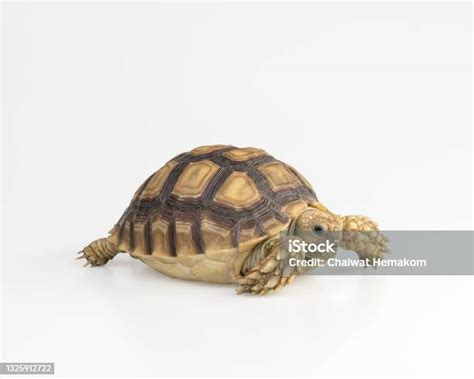아프리카 의 거북이 종 흰색 배경에 고립 클리핑 경로와 함께 0명에 대한 스톡 사진 및 기타 이미지 0명 거북등껍질 거북이 Istock