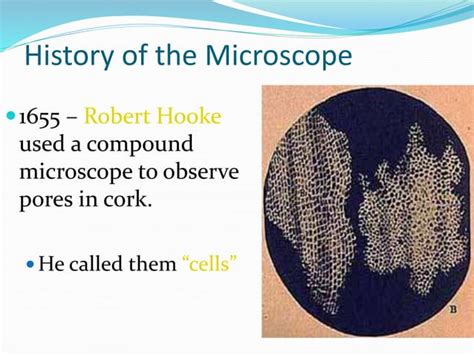 Lecture B Microscope Types And Functions PPT