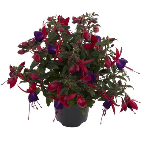 Фуксия серия Белла (Fuchsia Bella) - Фуксия - Горшечные - Каталог ...