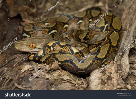 Baby Reticulated Python Python Reticulatus Bali Stock Photo Edit Now 1383609188