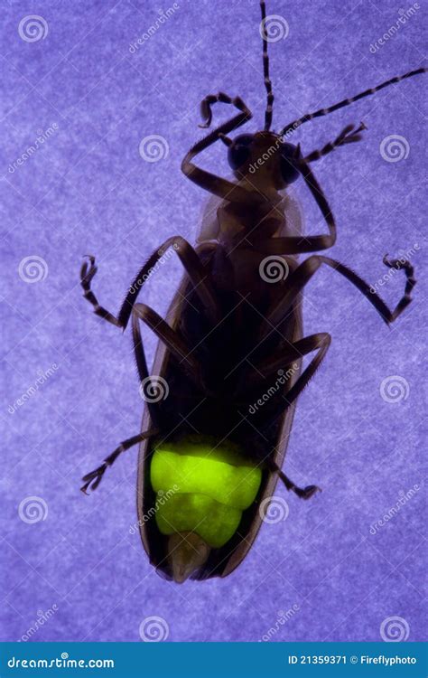 Flashing Firefly Lightning Bug Stock Image Image Of Light Green Flashing Firefly Lightning Bug Stock Image Image Of Light Green