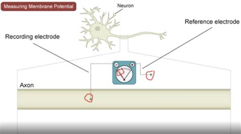 Chapter 11 The Ns Lecture 2 Flashcards Quizlet