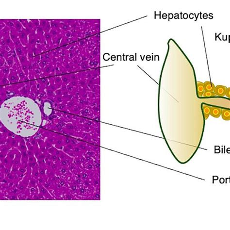 Architecture Of Mouse Liver Download Scientific Diagram