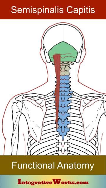 Semispinalis Capitis Functional Anatomy Integrative Works