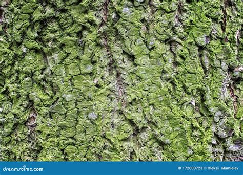 Bark Of A Tree Covered With Moss Stock Image Image Of Mulch Cloth 172003723