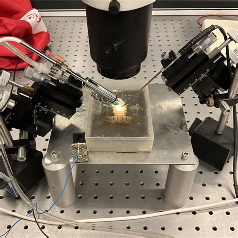 Inside The Neuroscience Lab How Core Lab Is Shaping My Research