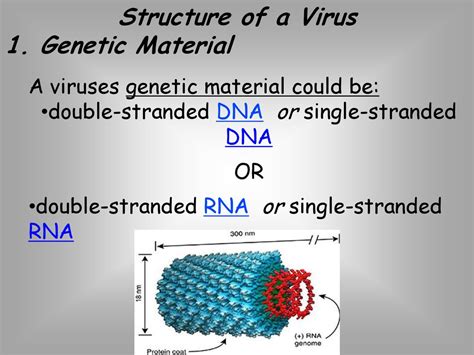 Watch Virus Brainpop 3 13 Ppt Download