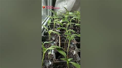 Простой способ подсветки рассады на подоконнике #рассада # ...