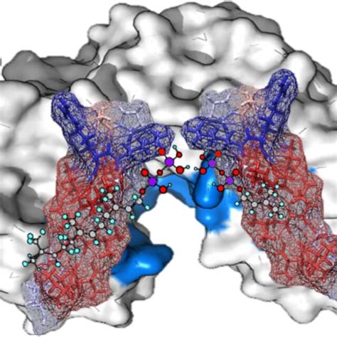 A Close‐up Schema Of The Putative Relationship Of The Two Specific Download Scientific Diagram