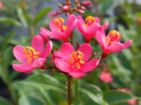 Dwarf Jatropha Pink Live Plant Tropical Shrub Tree 6 8 Inch Starter