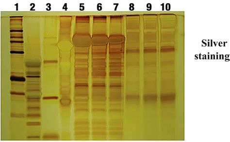 Common Staining Techniques In Laboratories Springer Nature Link