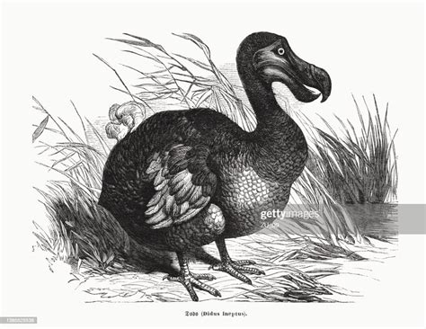 Dodo Extinct Flightless Bird On Mauritius Wood Engraving Published 1870